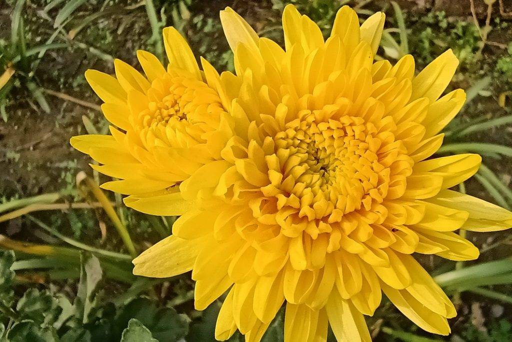 OPPO F15 Review - Pros and cons, Verdict | 91Mobiles